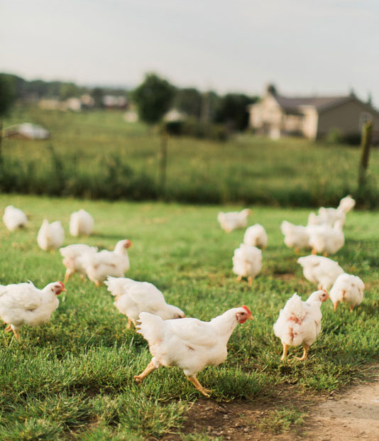 All Natural Chicken Sunrise Farms