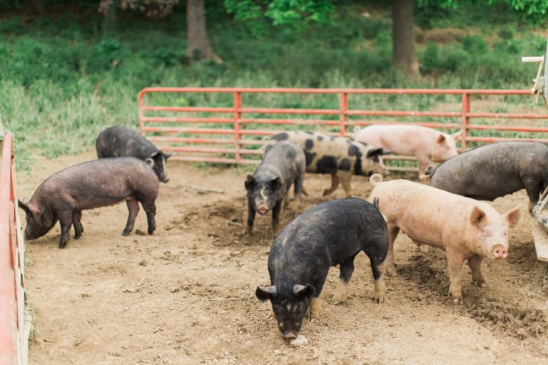 Whole All-Natural Hog - Sunrise Farms