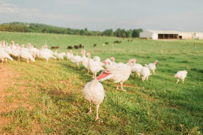 All-Natural Turkey - Sunrise Farms
