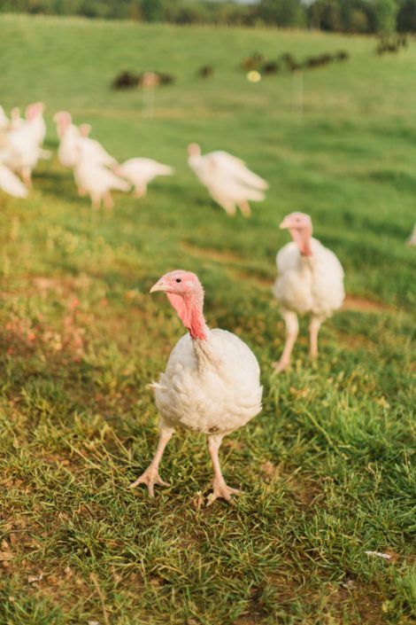 Turkey Starter Feed - Non-GMO - Hormone Free - Sunrise Farms