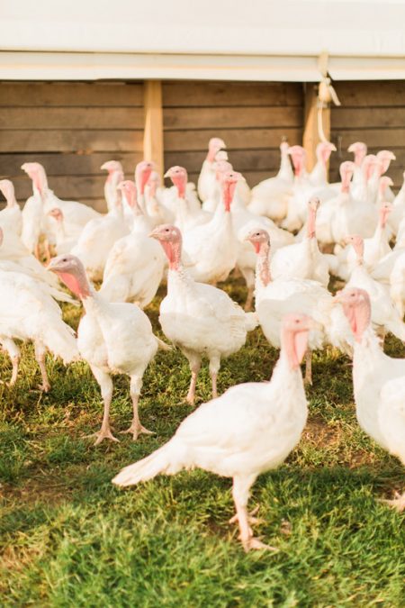 All-Natural Turkey Wholesale - Sunrise Farms