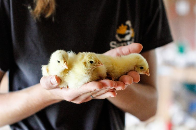 Broiler Chicks - Sunrise Farms