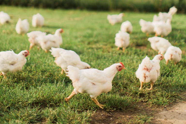 Broiler Chicks - Sunrise Farms