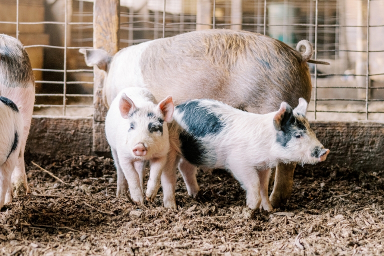 Live Animals - Sunrise Farms - Animal Sales