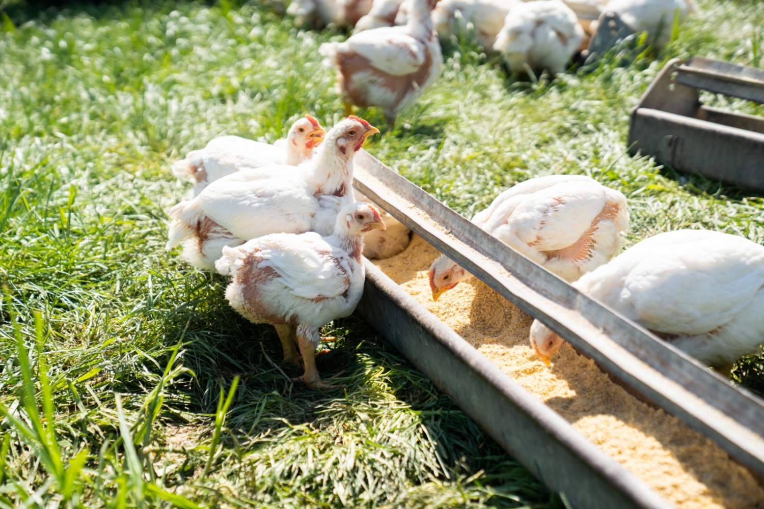 Broiler Chicks - Sunrise Farms