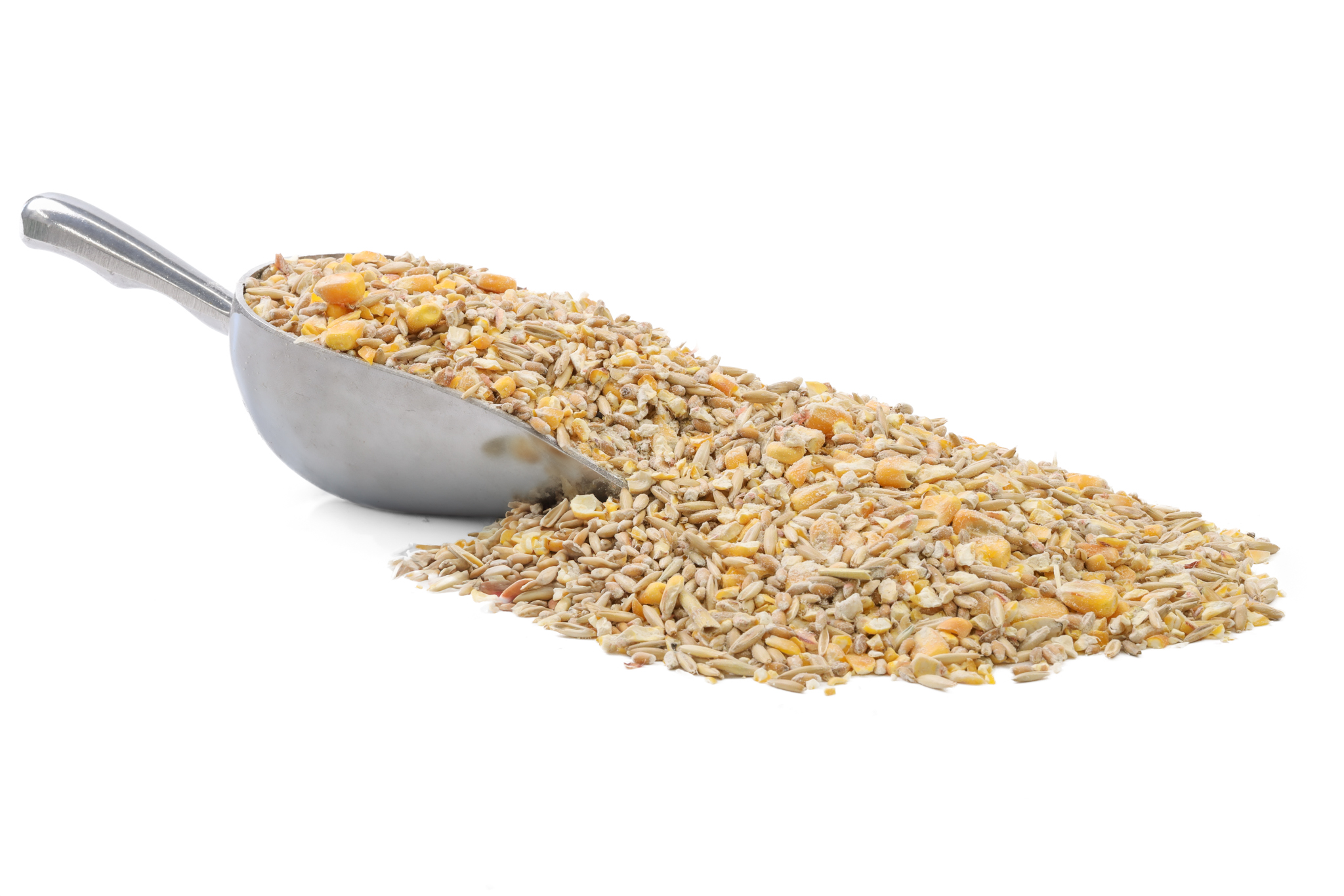 How The Right Amount Of Protein In Layer Feed Helps Your Flock